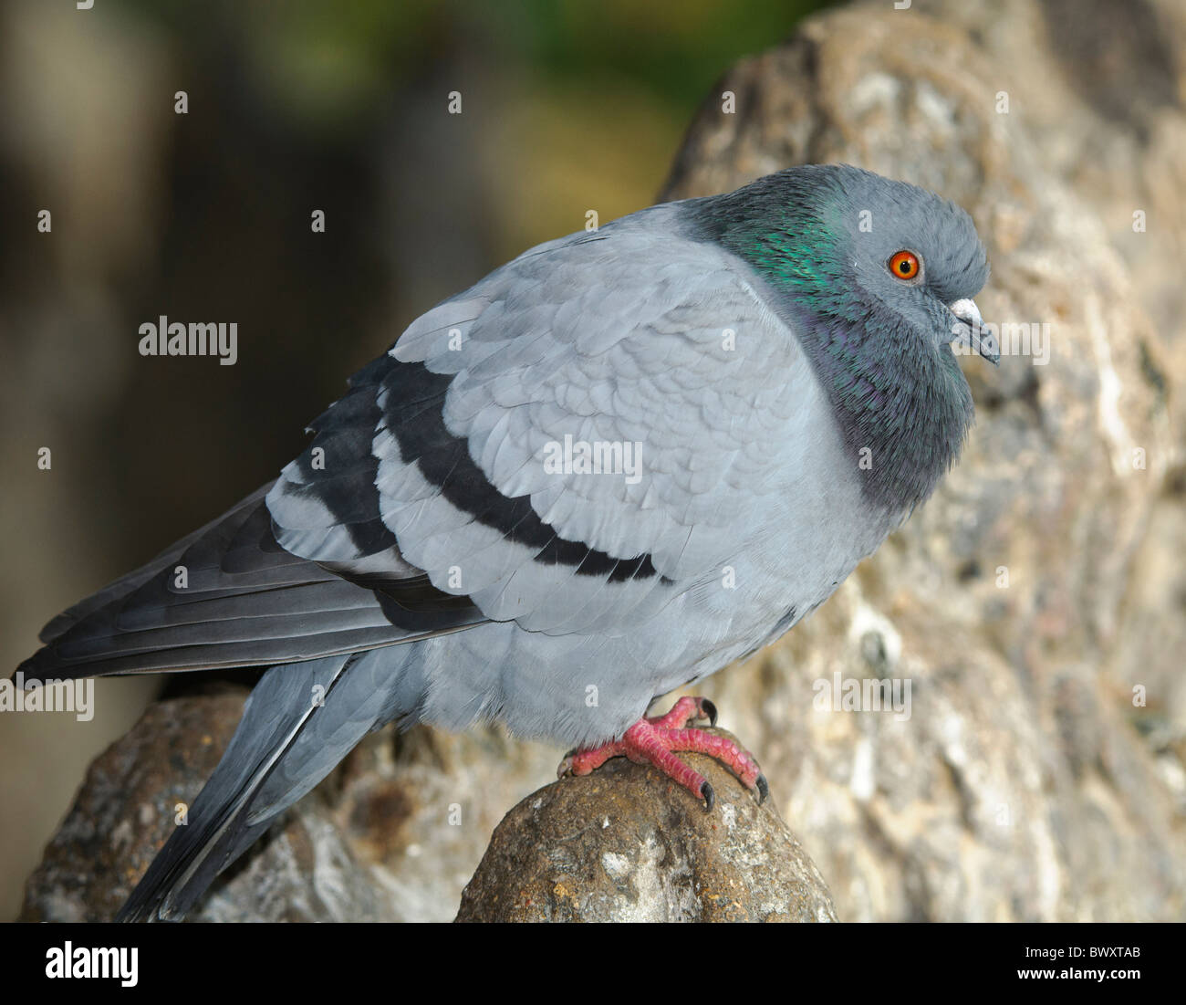 Rock Pigeon Columba livia on a cliff Stock Photo - Alamy