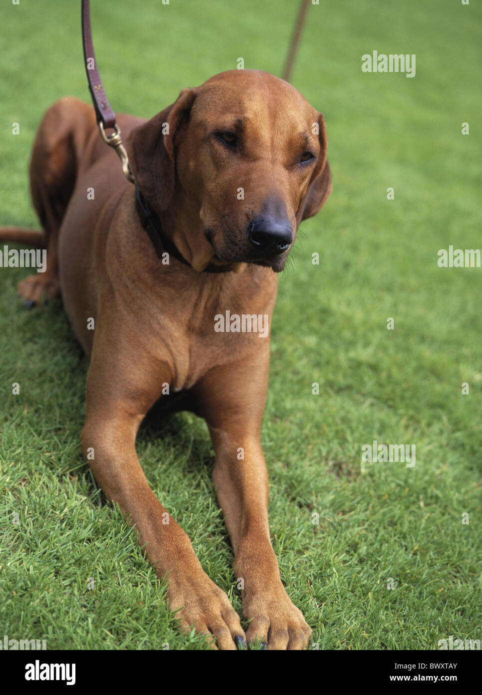 dog dog show lie portrait races Rhodesian Ridgeback races Stock Photo ...