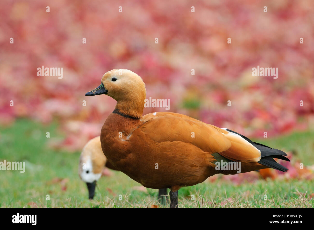 Two Ruddy Shelducks Tadorna ferruginea pair Stock Photo - Alamy