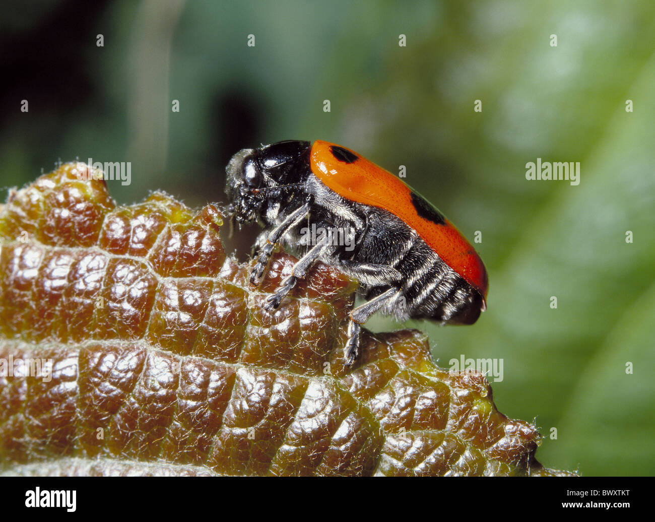 beetle bag beetle sheet pest red black spots leaf Clytra quadripunctata ...