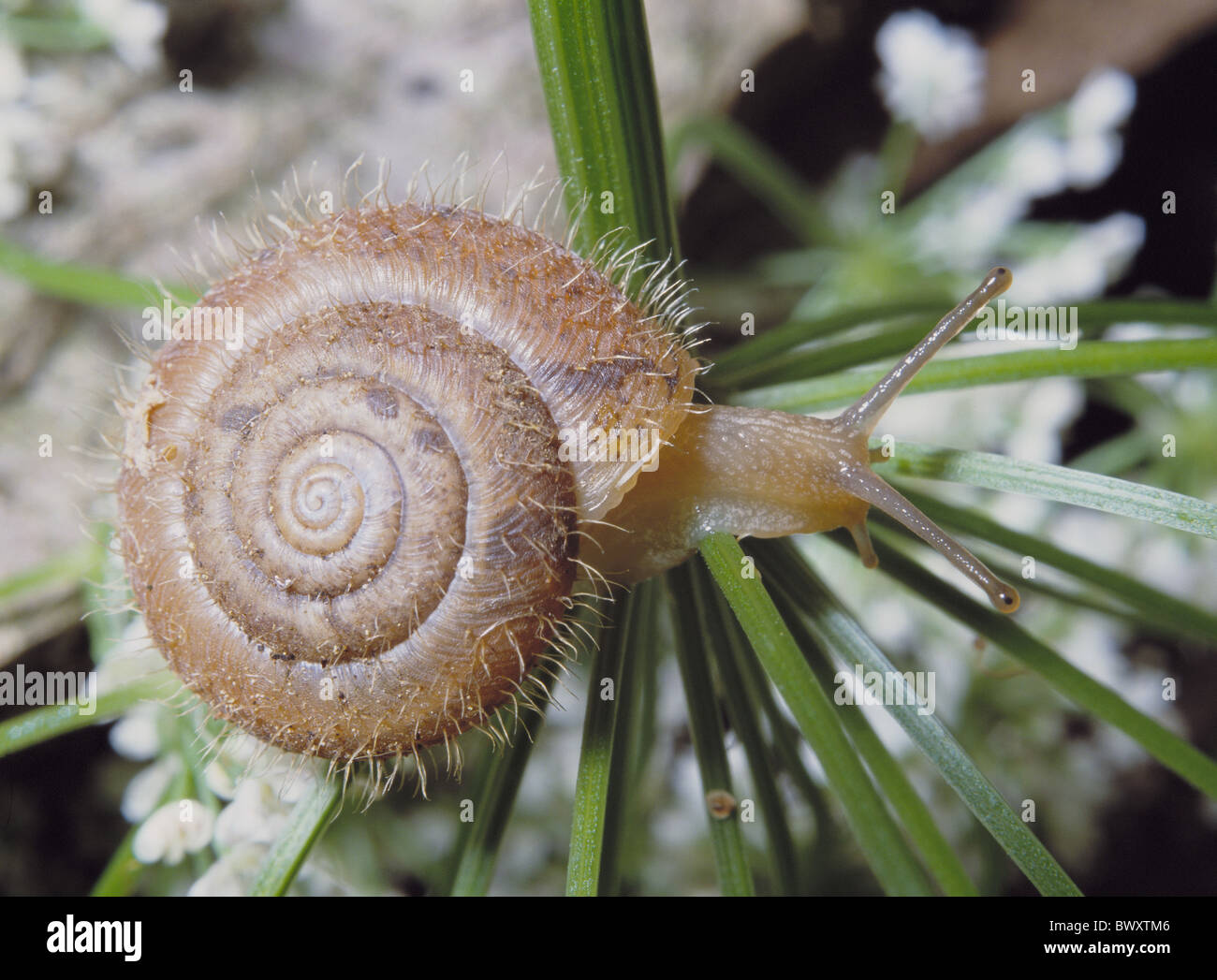 snail straggly hair snail snail house hairy white flowers Stock Photo ...