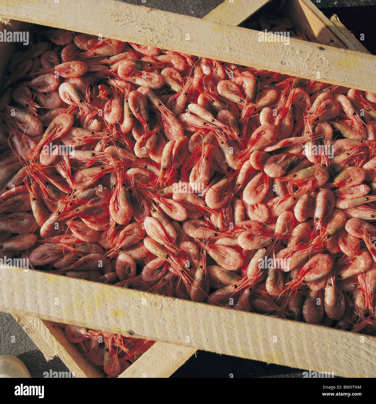 fishing fishery fisherman catch Crevetten scampi Stock Photo - Alamy