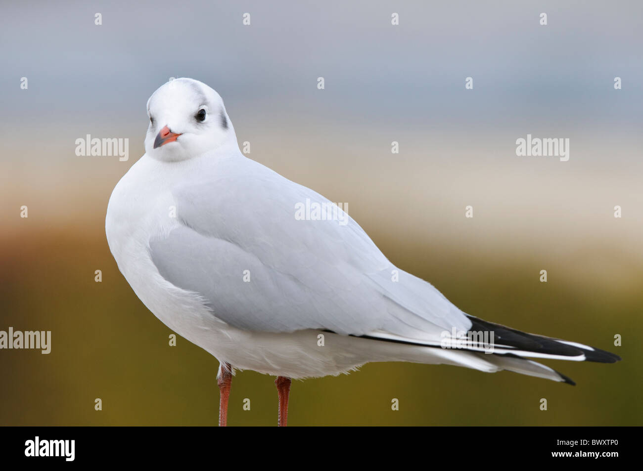 Black-headed Gull Larus ridibundus Stock Photo - Alamy