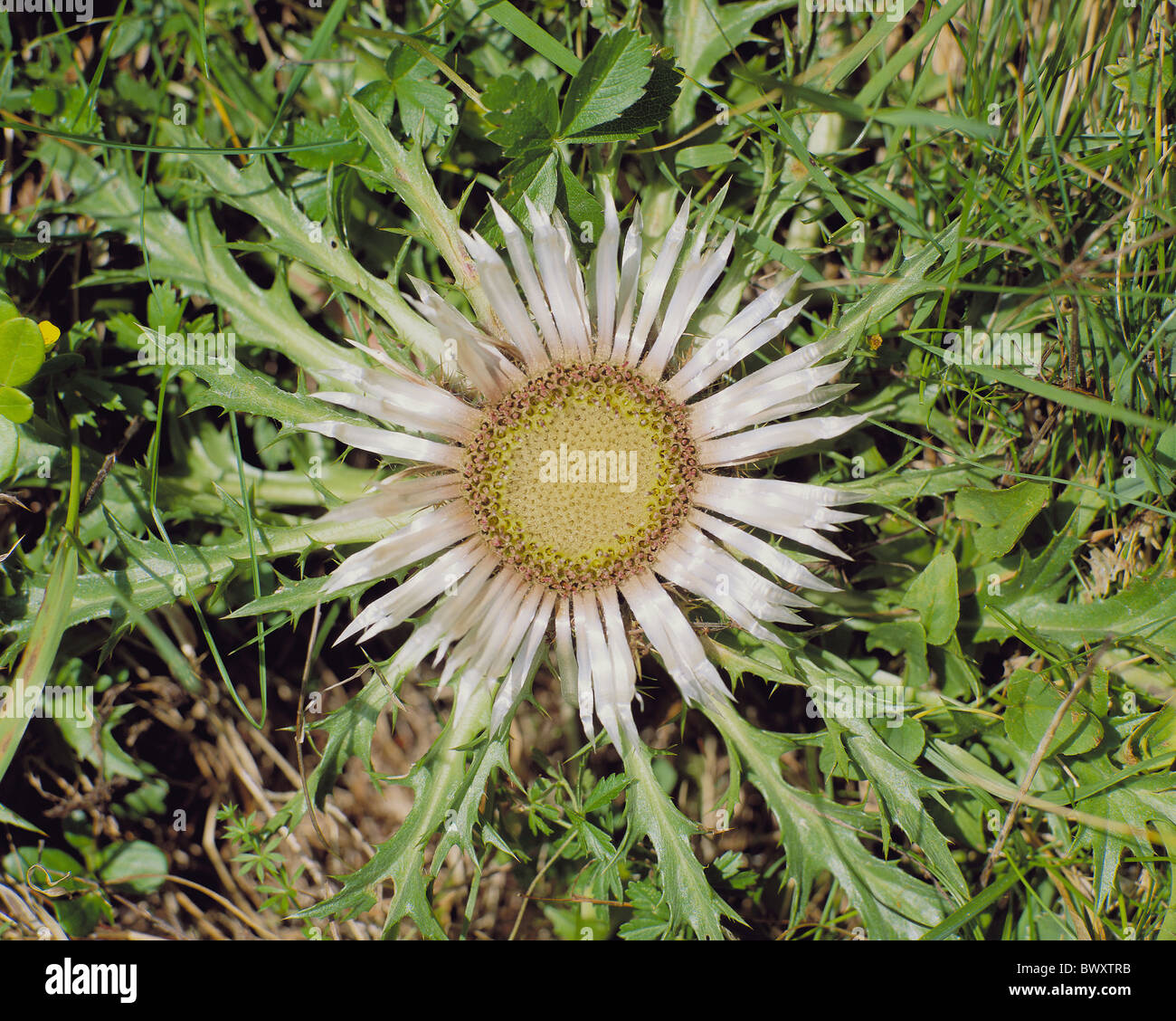 thistle silver thistle alpine plant spiny blossom flourish Stock Photo ...
