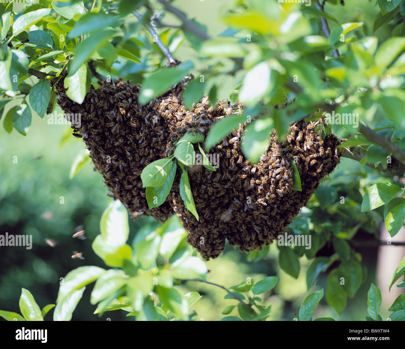 wasp wasps' nest insects nature tree two gigantically Stock Photo - Alamy