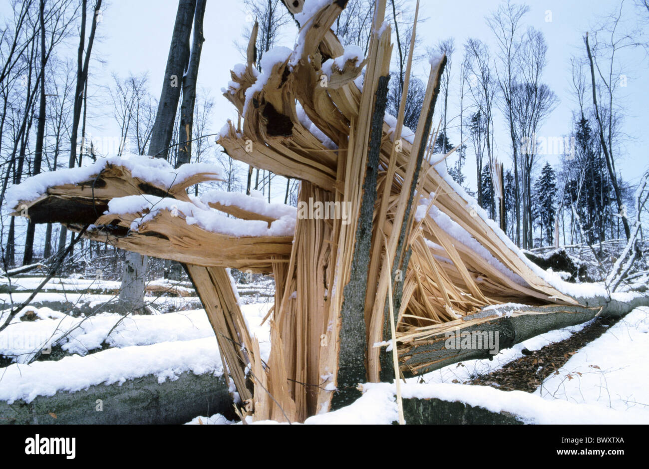 26.12.1999 tree near Uster glumly snow Switzerland Europe hurricane ...