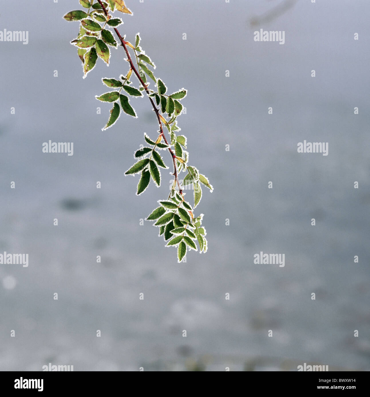 leaves detail plants hoarfrost winter branch cold Stock Photo - Alamy