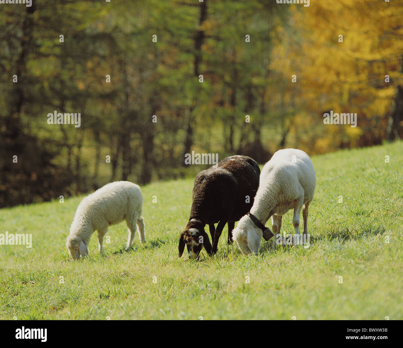 sheep three white brown pasture willow alp autumn animals beasts Stock ...