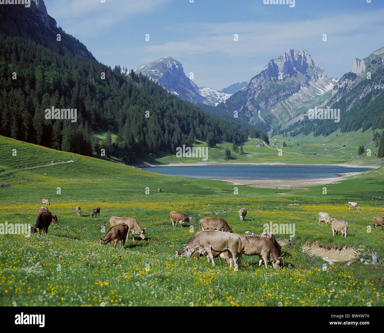 cow brown cattle Switzerland Europe herd in alp lake Samtis mountains ...