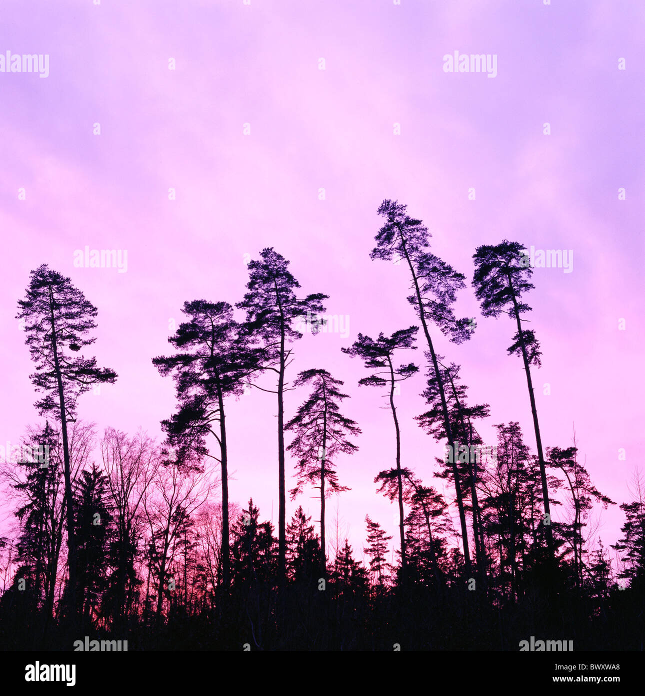 trees dusk twilight pines coniferous forest silhouettes mood wood ...