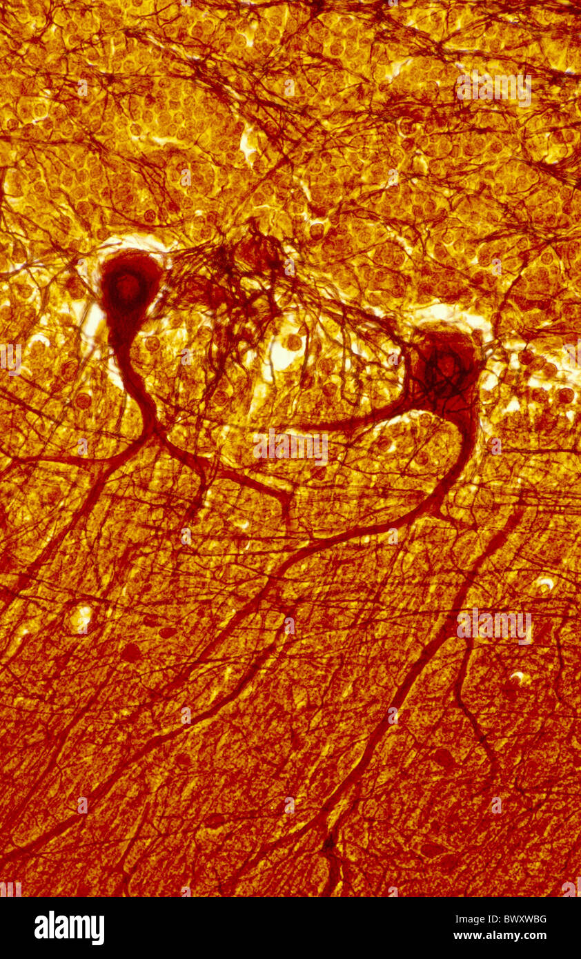 10099182 medicine microscope microscopy histology central nerves small ...