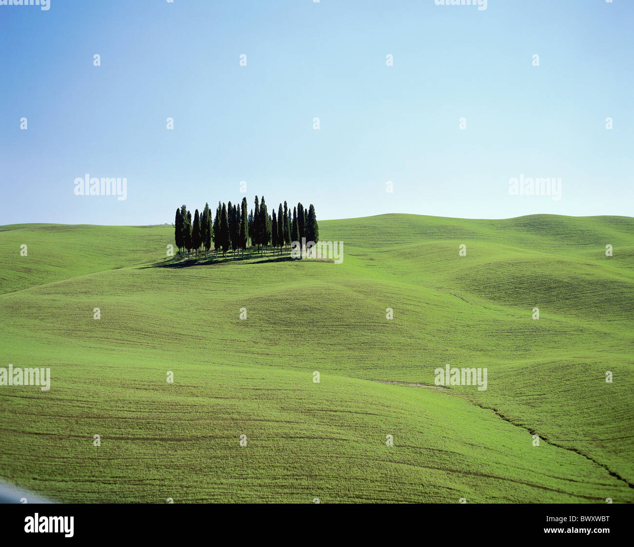 group of trees spring green fields Italy Europe scenery Toscana Tuscany ...