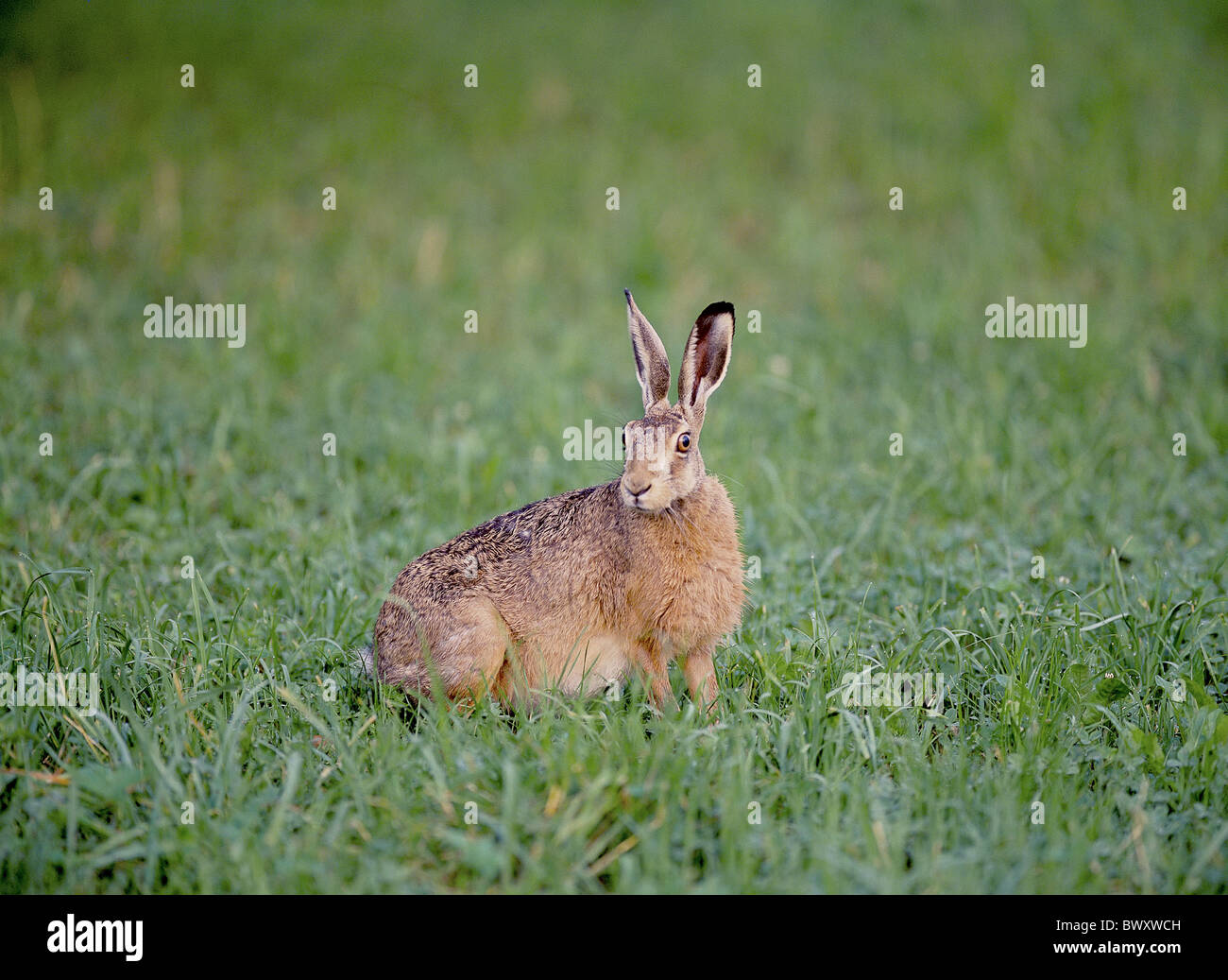 Beast rabbit hi-res stock photography and images - Alamy