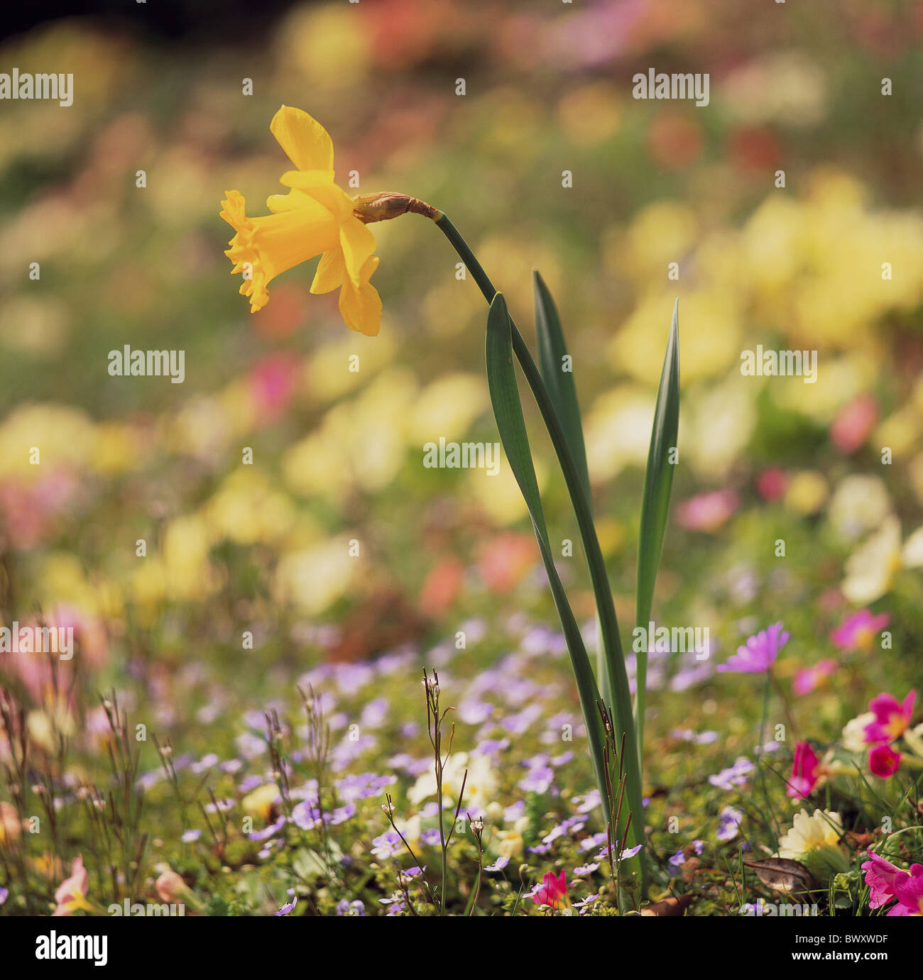 daffodil individual spring meadow flower blossom flourish spring Stock ...
