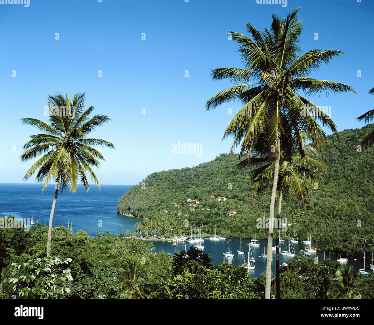 palms Saint Lucia Caribbean Caribbean coast Marigot Bay yachts Stock ...