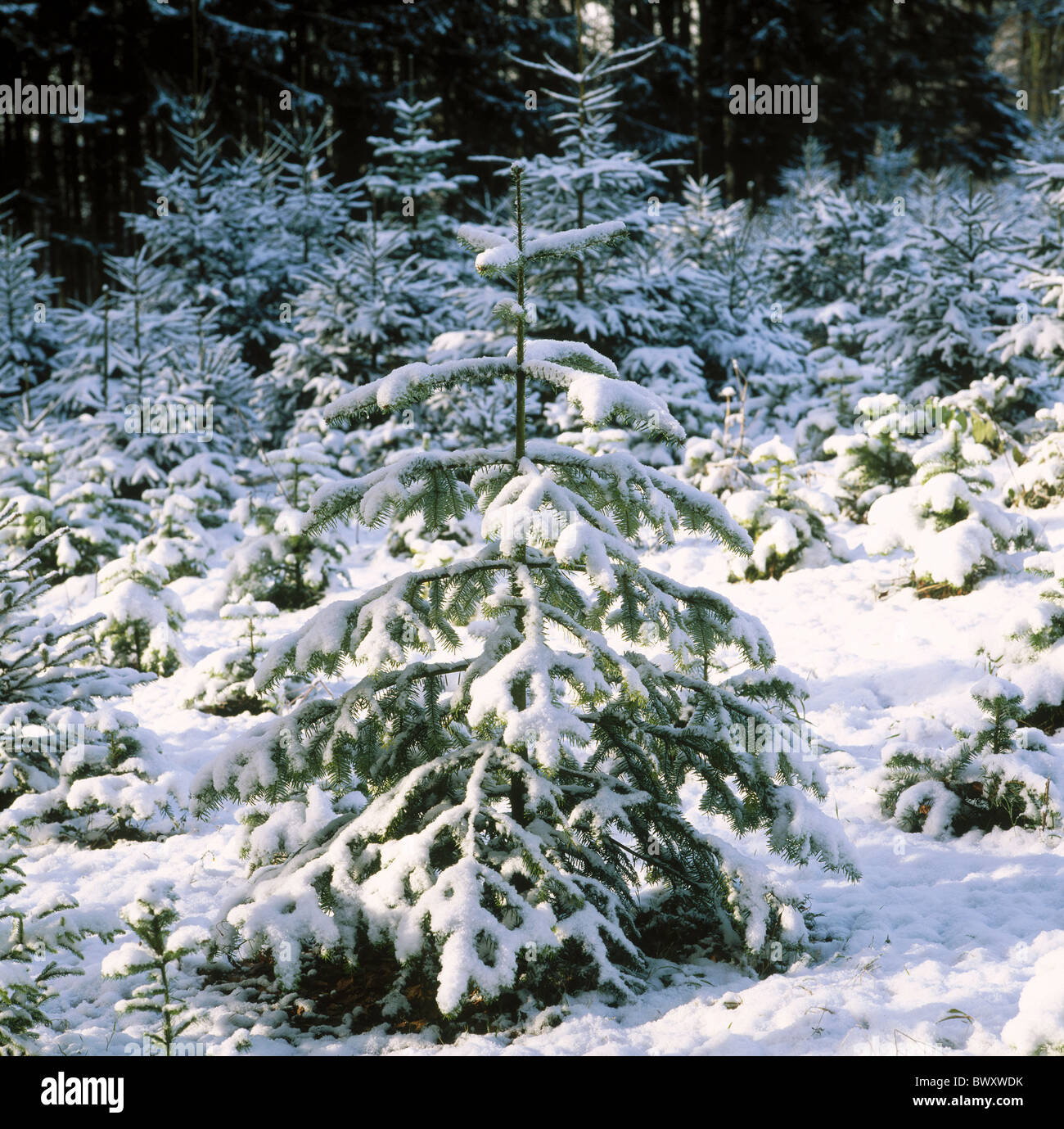 reforestation young firs clearing snow fir wood wood forest winter fir ...