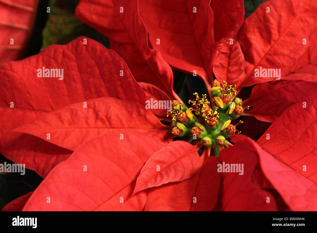 Poinsetta hi-res stock photography and images - Alamy