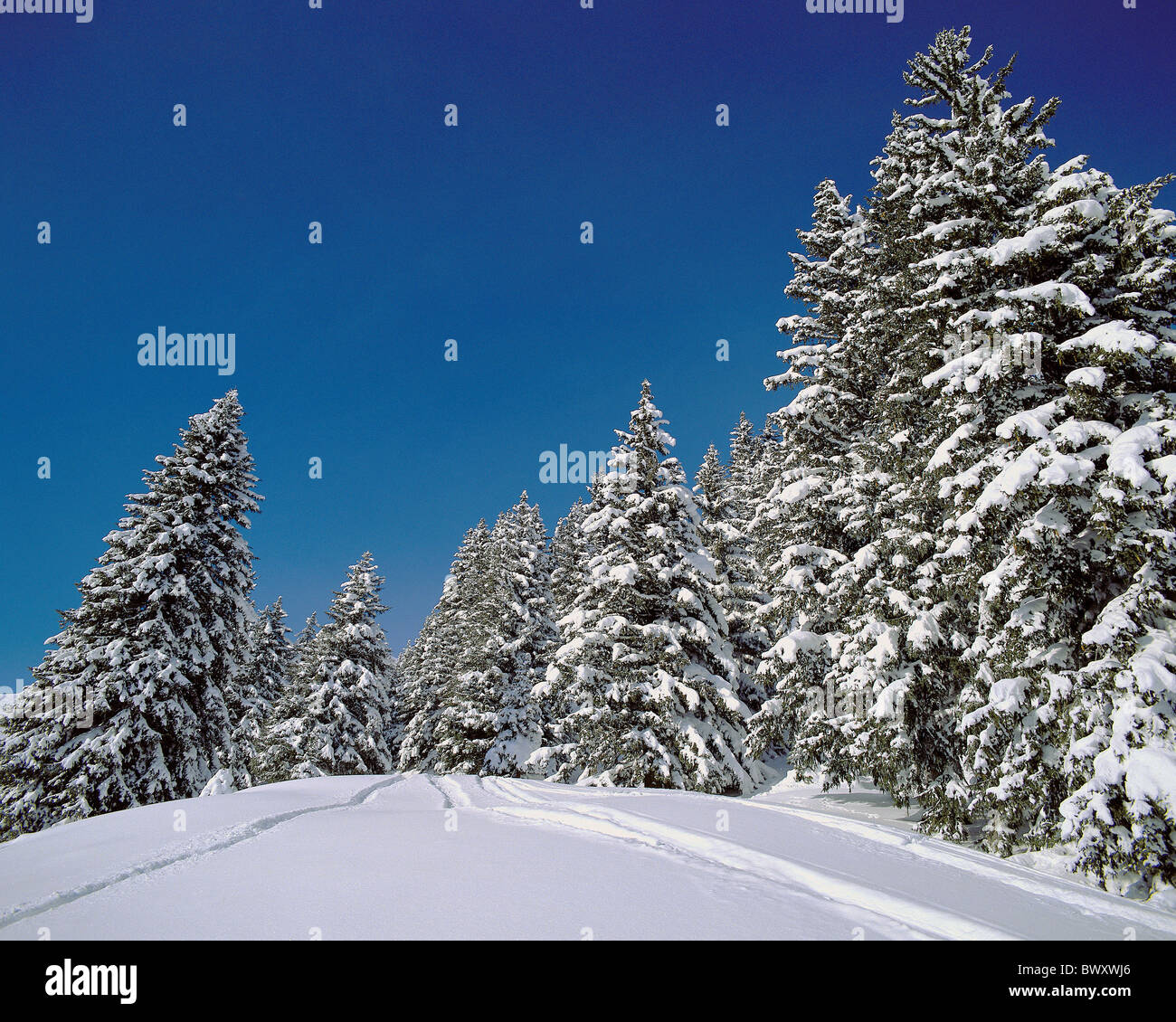 winter wood forest snow tracks snow tracks traces Stock Photo - Alamy