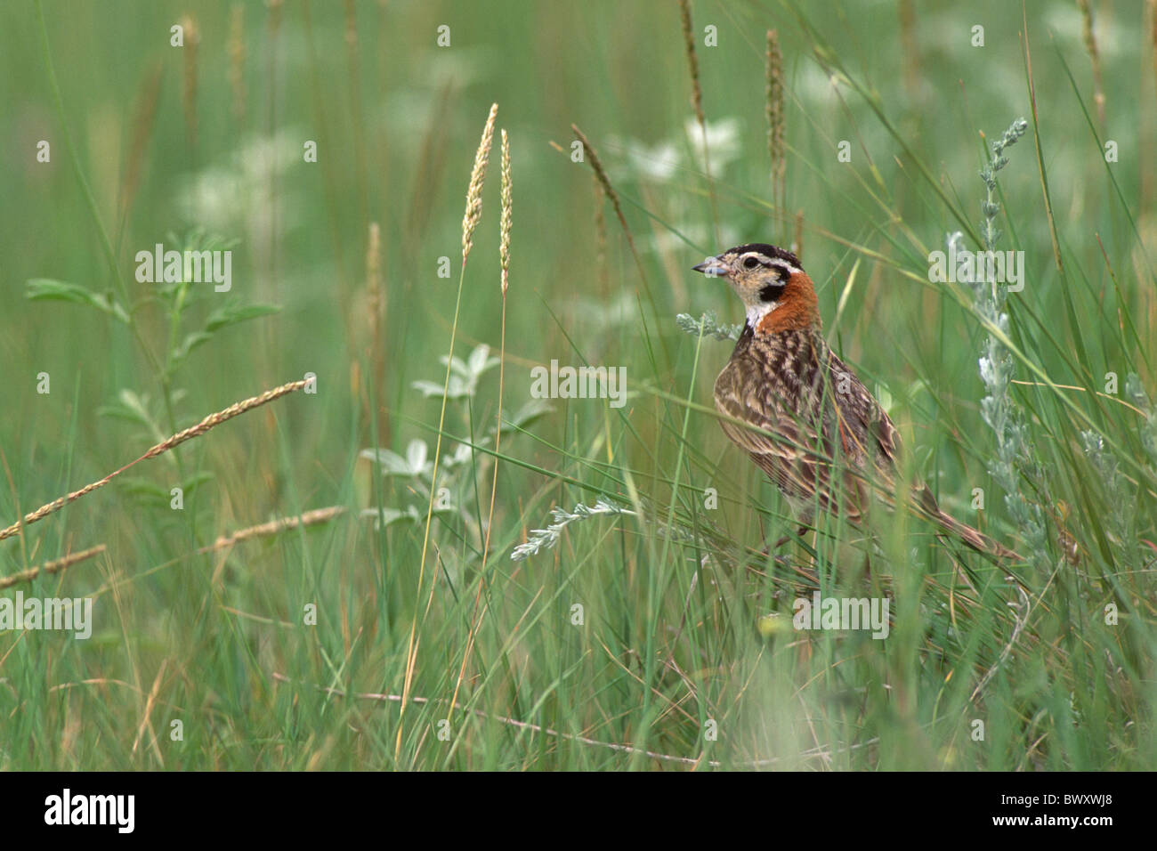 Longspurs birds songbirds hi-res stock photography and images - Alamy