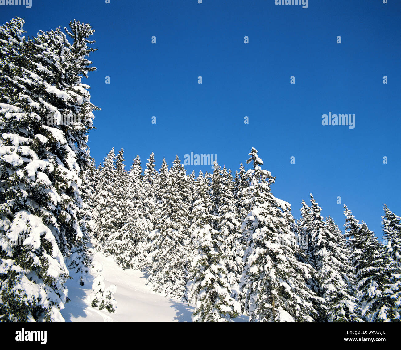 scenery wood forest winter snow blue sky coniferous forest snow-covered ...