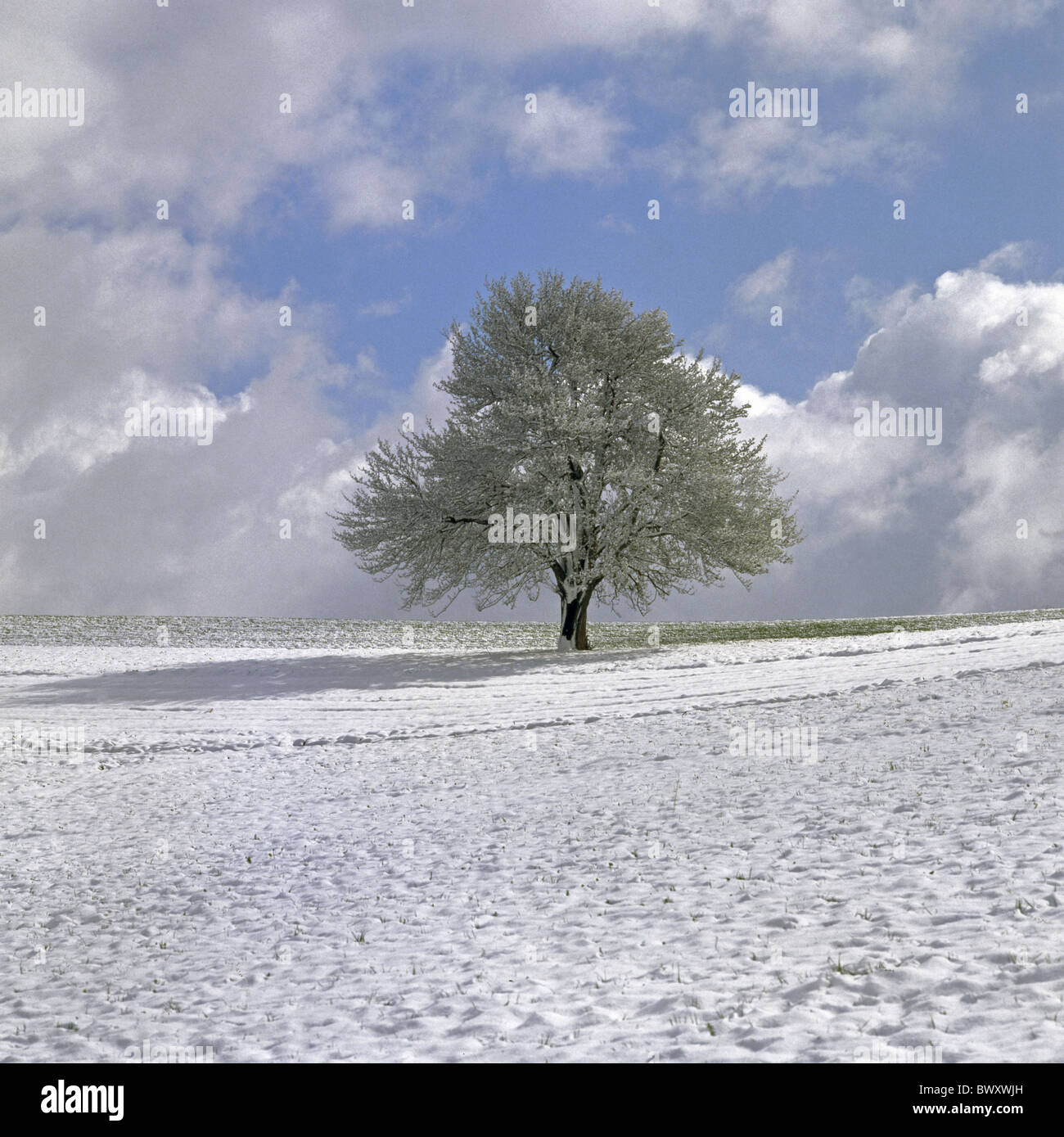 trees pear tree tree field winter field Switzerland Stock Photo - Alamy