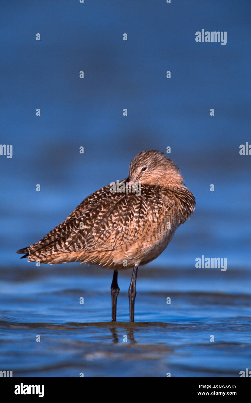 Marbled bird hi-res stock photography and images - Alamy