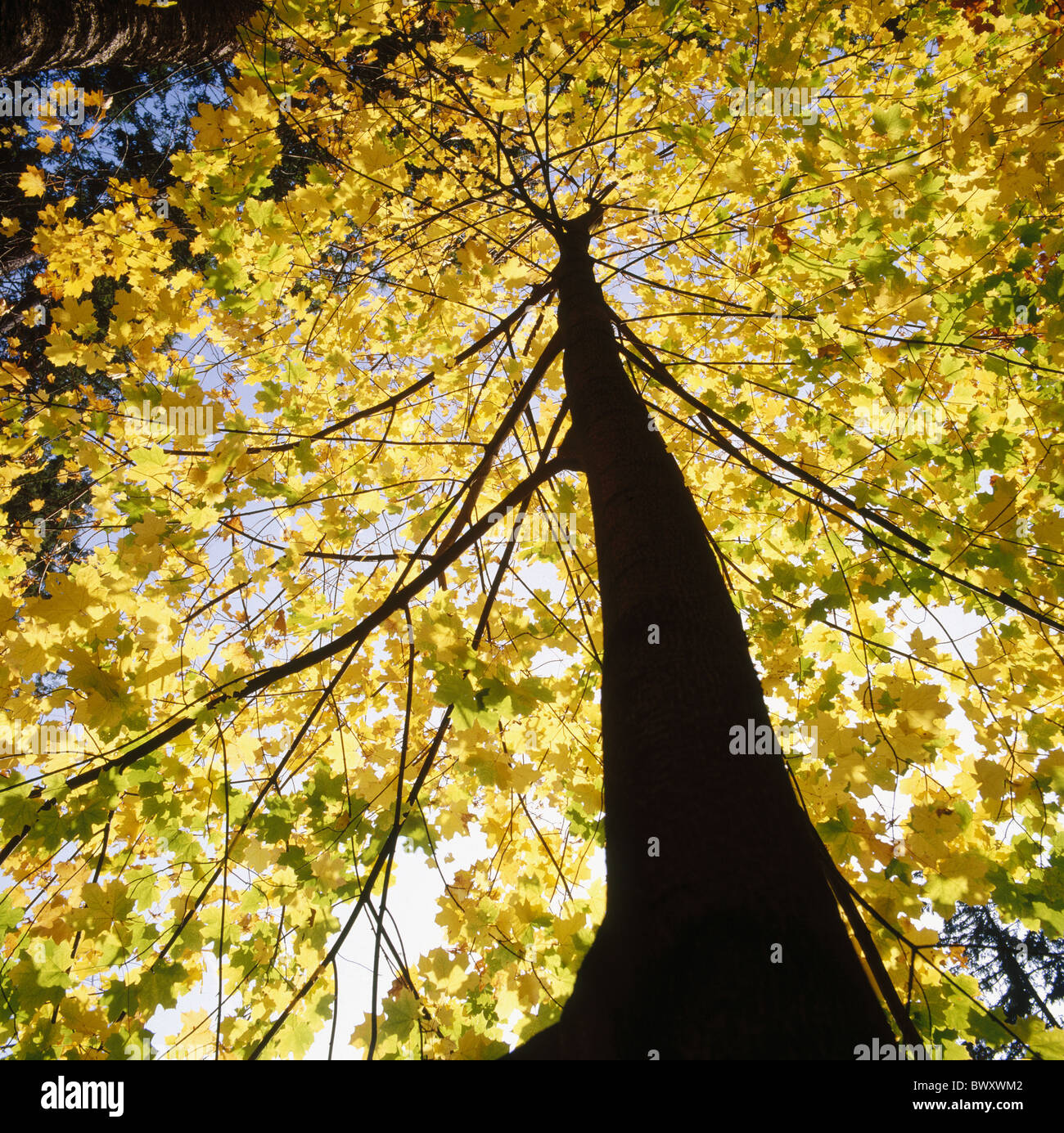 autumn inside tree foliage maple wood forest Stock Photo - Alamy