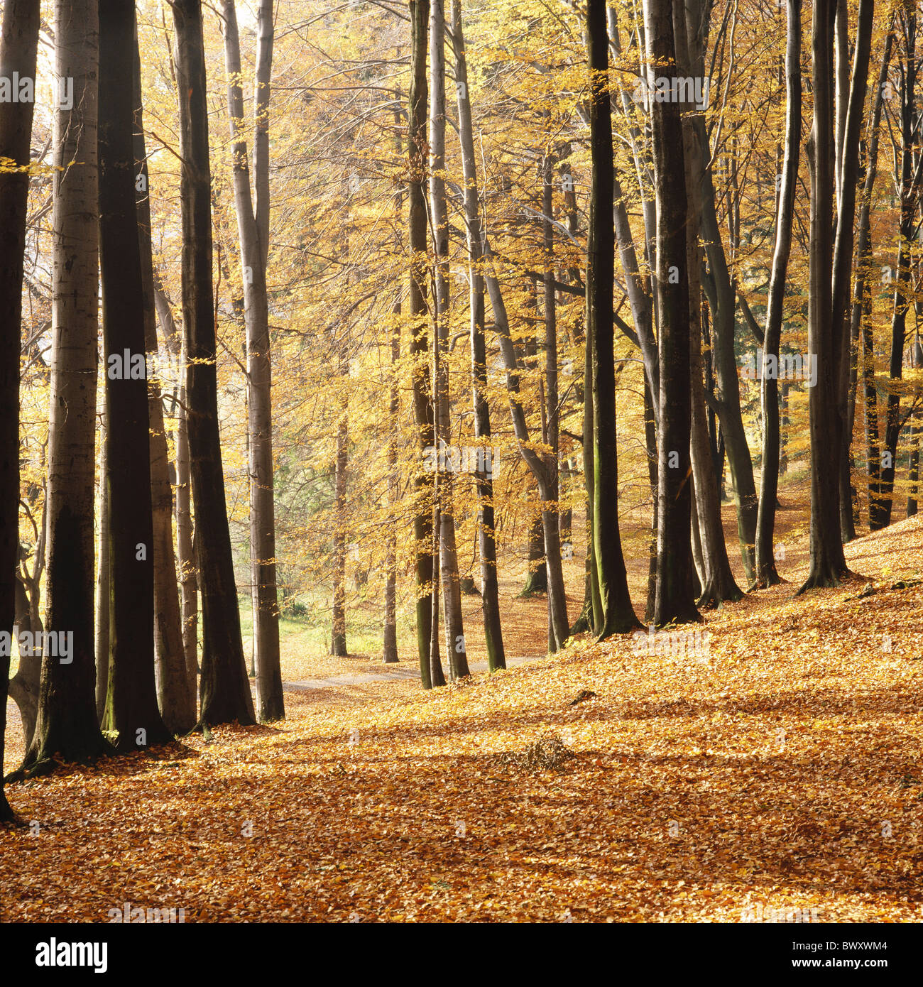 autumn inside brown Switzerland deciduous forest foliage wood forest ...