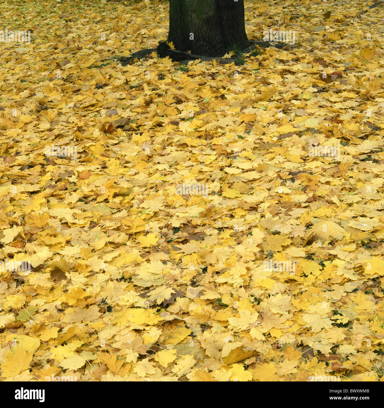 trunk autumn inside autumn sheets wood forest Stock Photo - Alamy