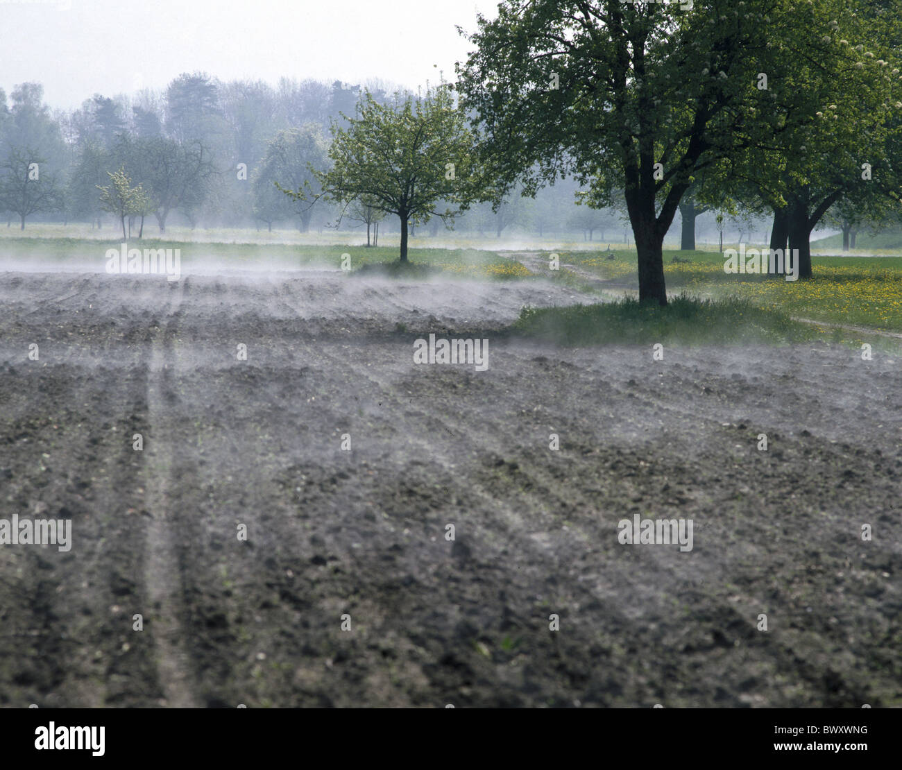 field agriculture fog trees morning fogs meadow Stock Photo - Alamy