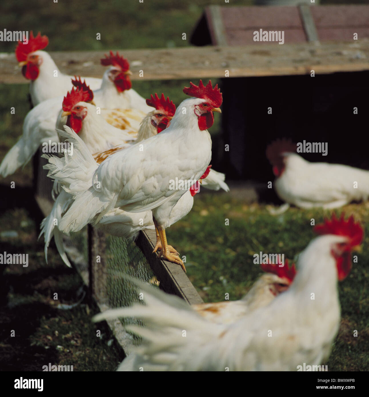 animals beasts chickens hens free-range hens agriculture Stock Photo ...