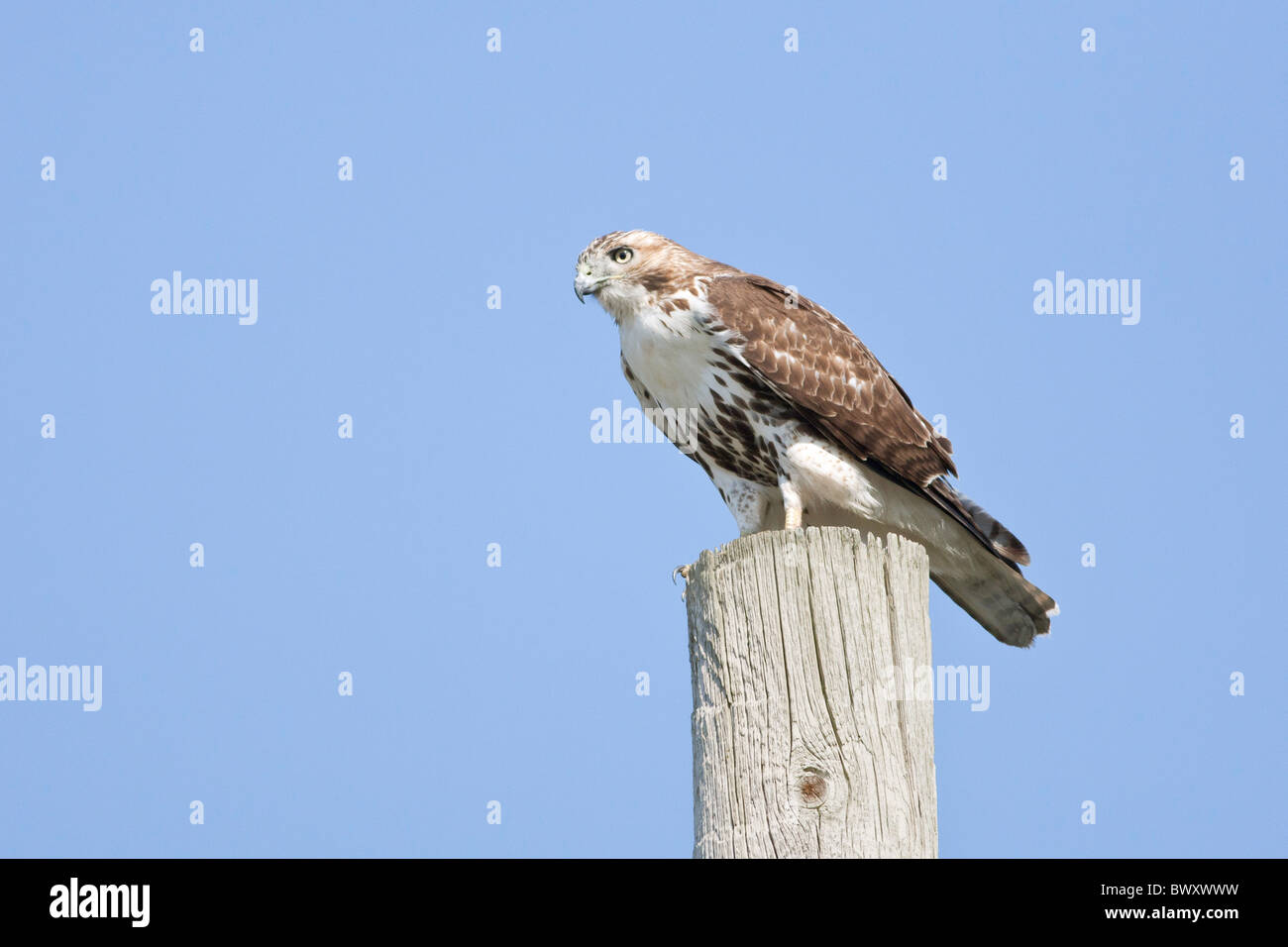Hawk bird hi-res stock photography and images - Alamy