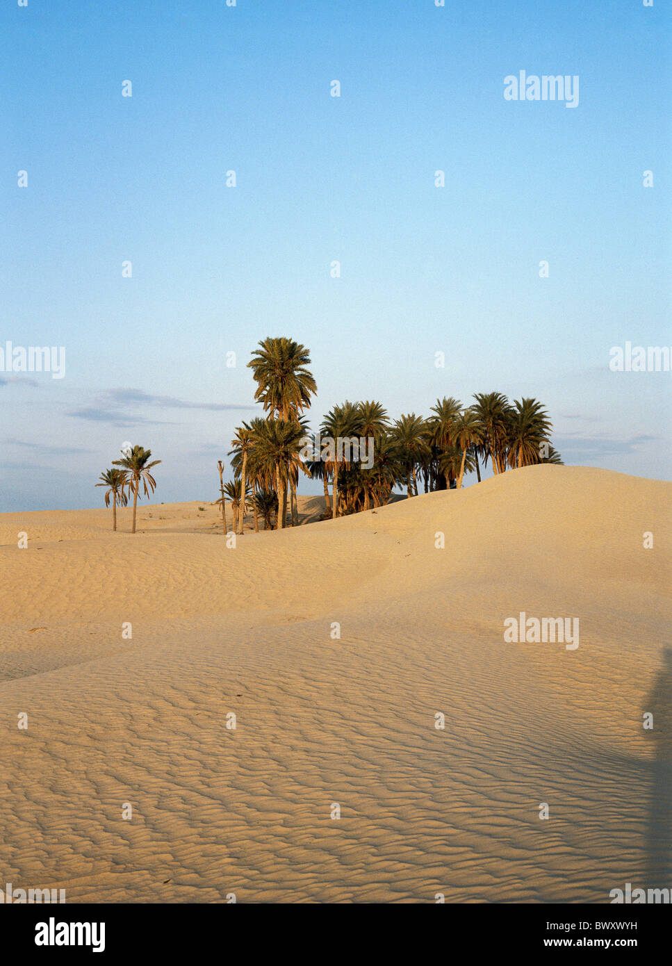 oasis scenery palms Tunisia Africa North Africa desert Sahara Stock ...