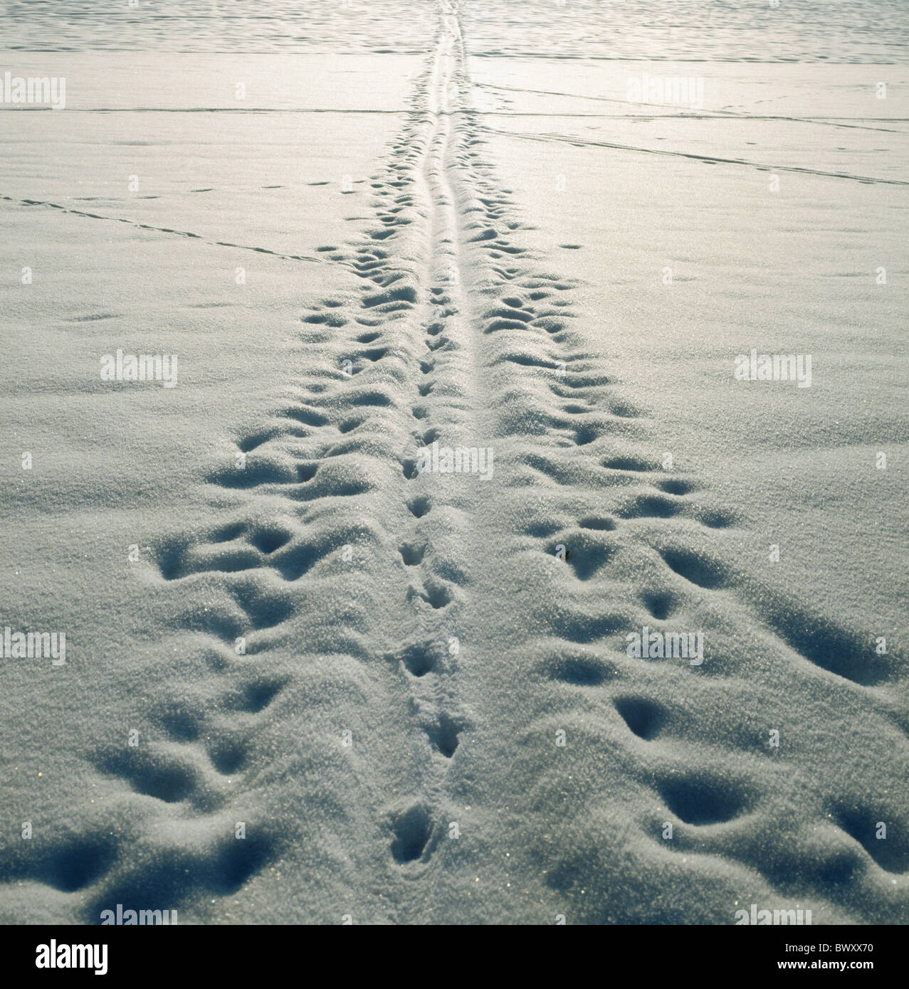 snow tracks traces field animal tracks winter Stock Photo - Alamy