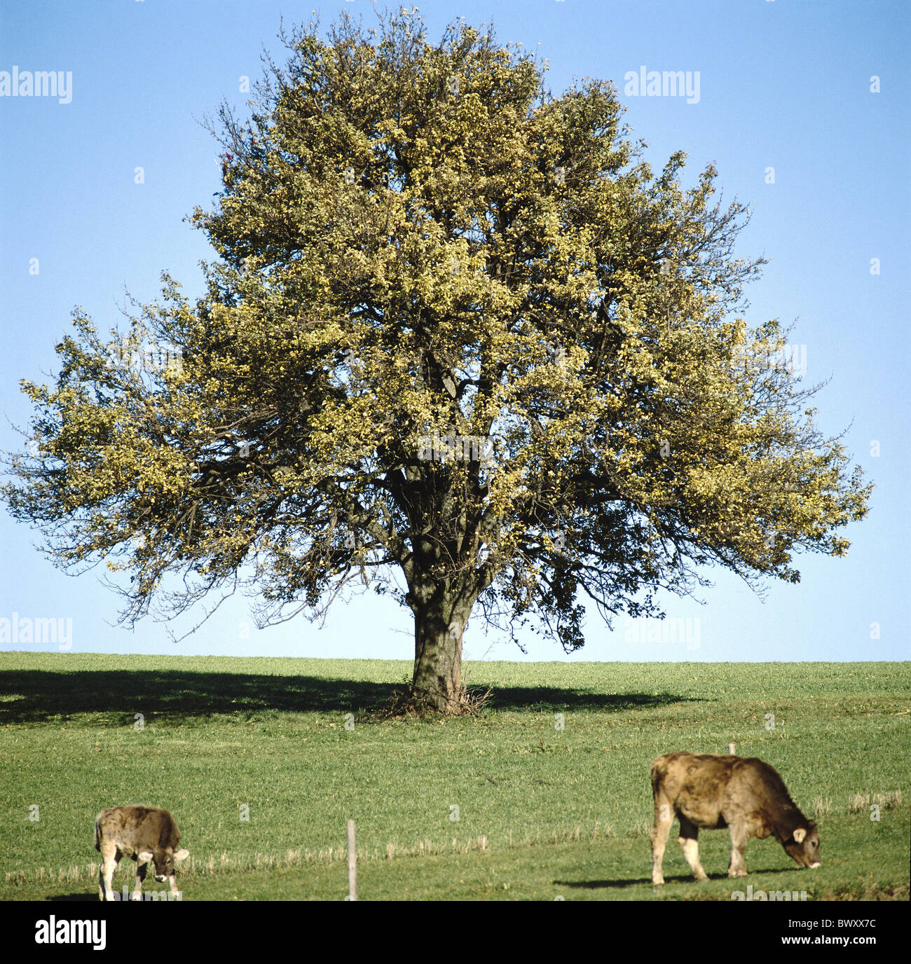 a series picture series series tree pear tree tree autumn seasons Stock ...