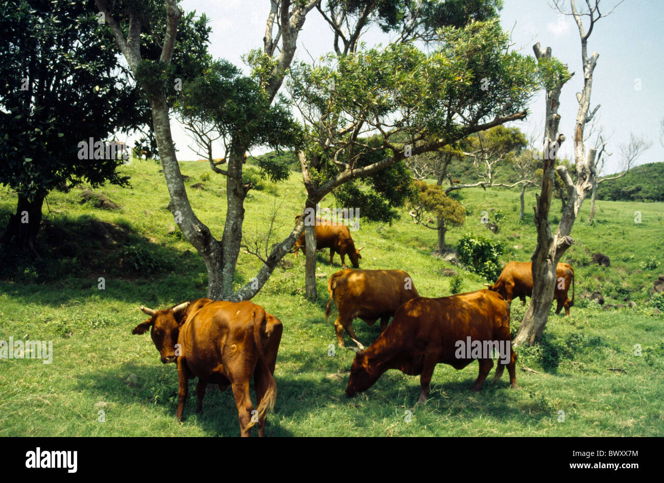 Cattle taiwan hi-res stock photography and images - Alamy