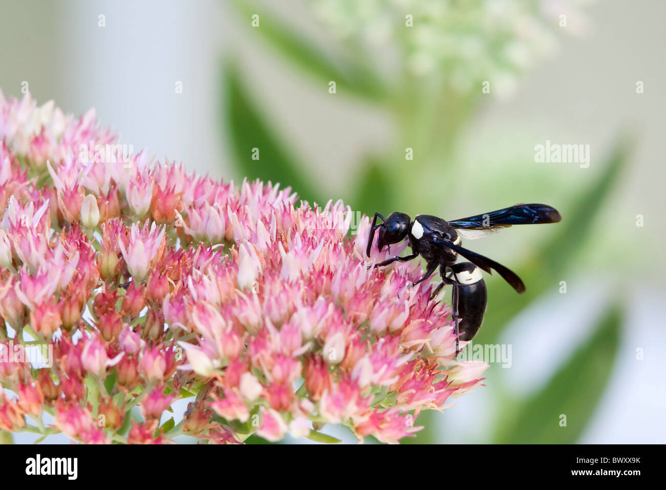 Dirt dobber hi-res stock photography and images - Alamy