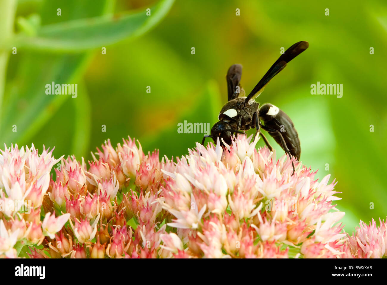 Dirt dobber hi-res stock photography and images - Alamy