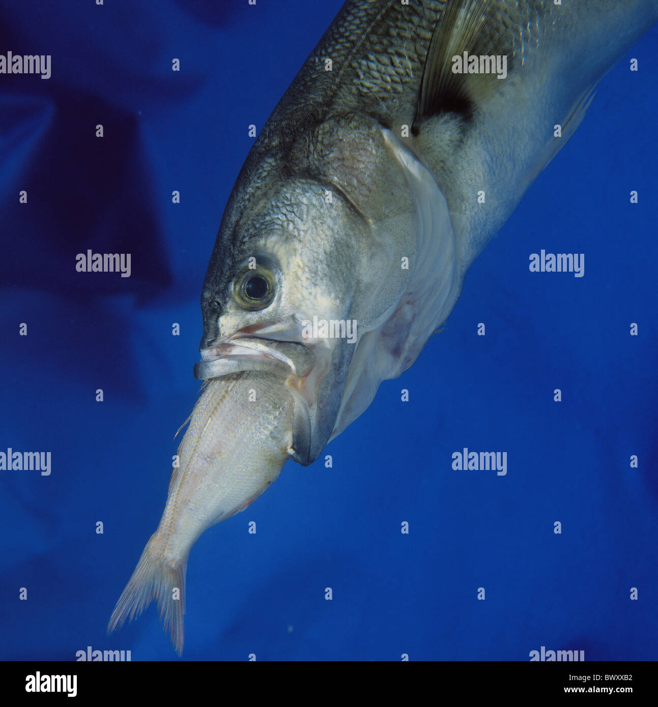 fish eating prey symbol large small food circulation Stock Photo - Alamy