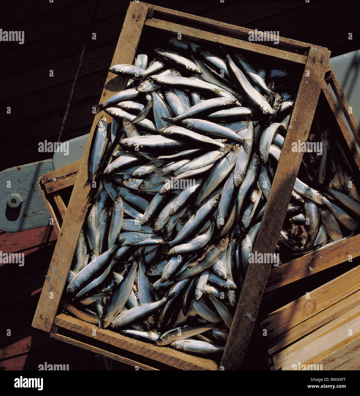 fishing fishery fisherman high sea fish wooden boxes fishing Stock ...
