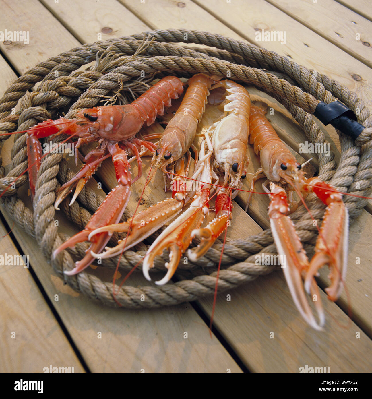 10116173 hi-res stock photography and images - Alamy