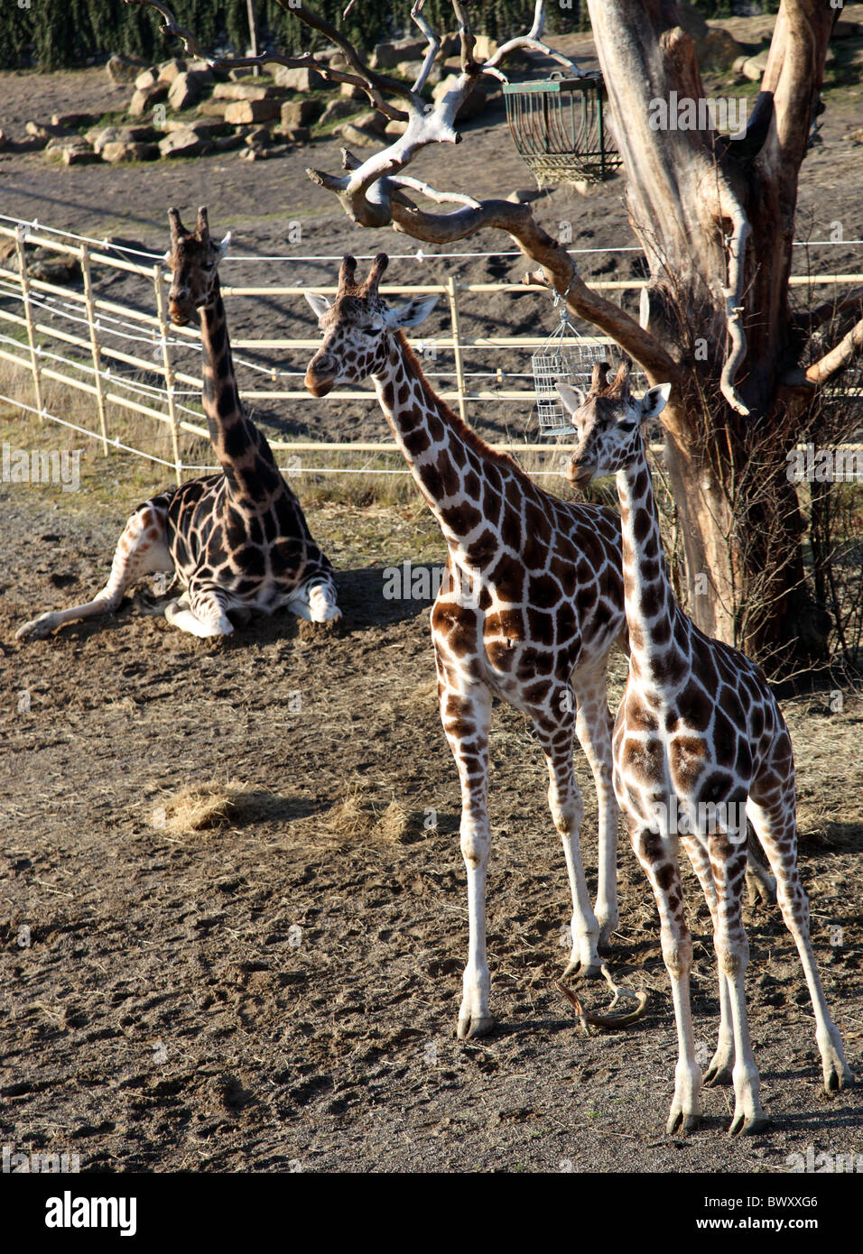 Dublin zoo hi-res stock photography and images - Alamy