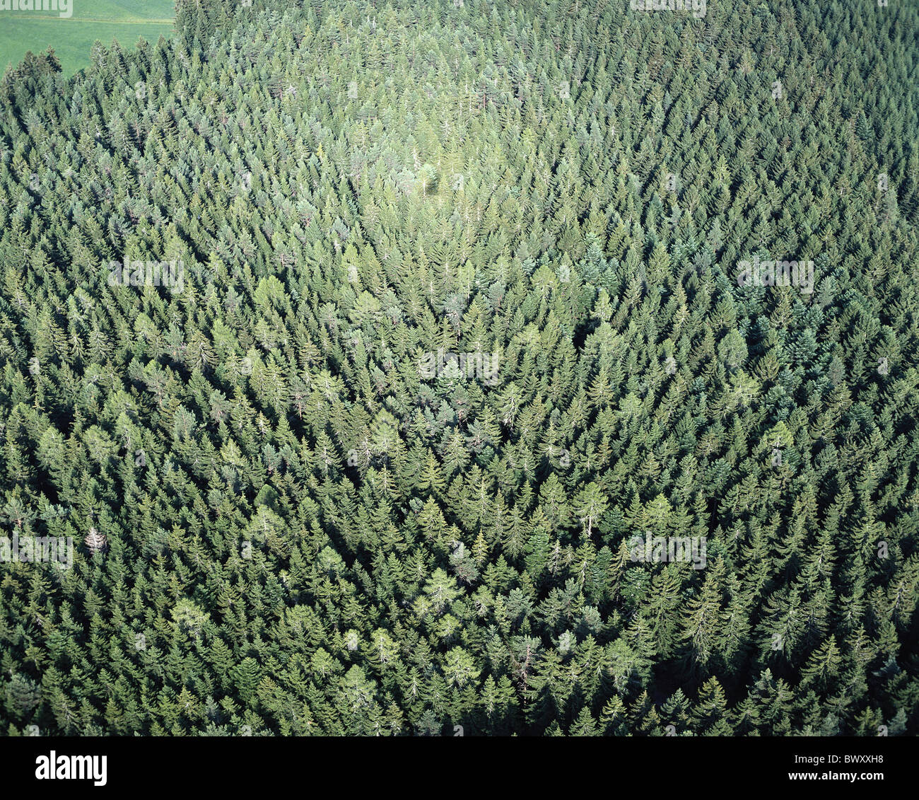 wood forest benefit wood monoculture forestry forest spruces aerial ...