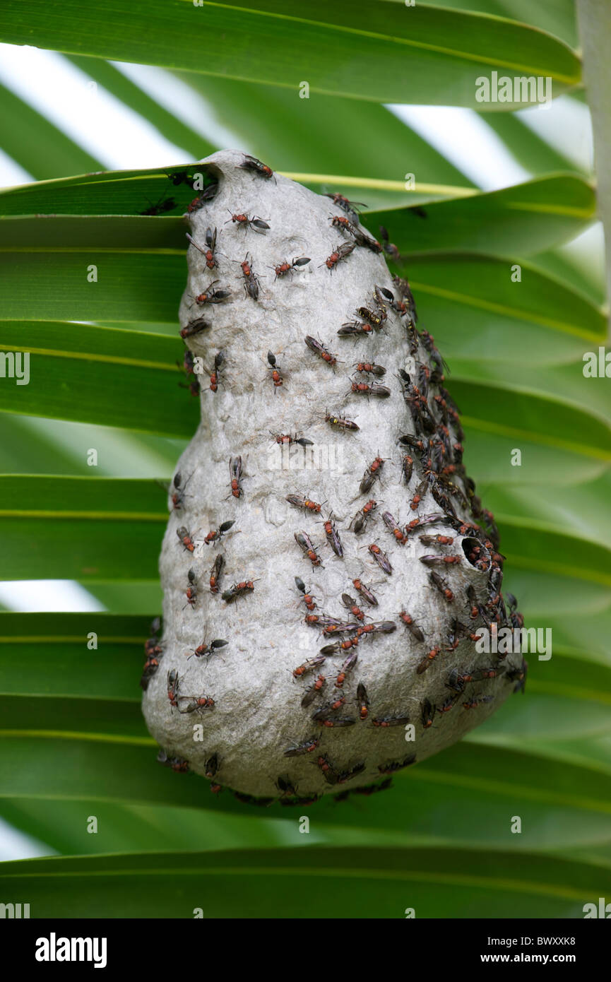 Brazil Wasp High Resolution Stock Photography and Images - Alamy