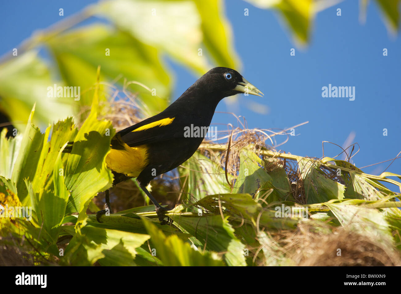 Yellow-rumped Cacique (Cacicus cela), Jardim da Amazonia Lodge, Mato ...