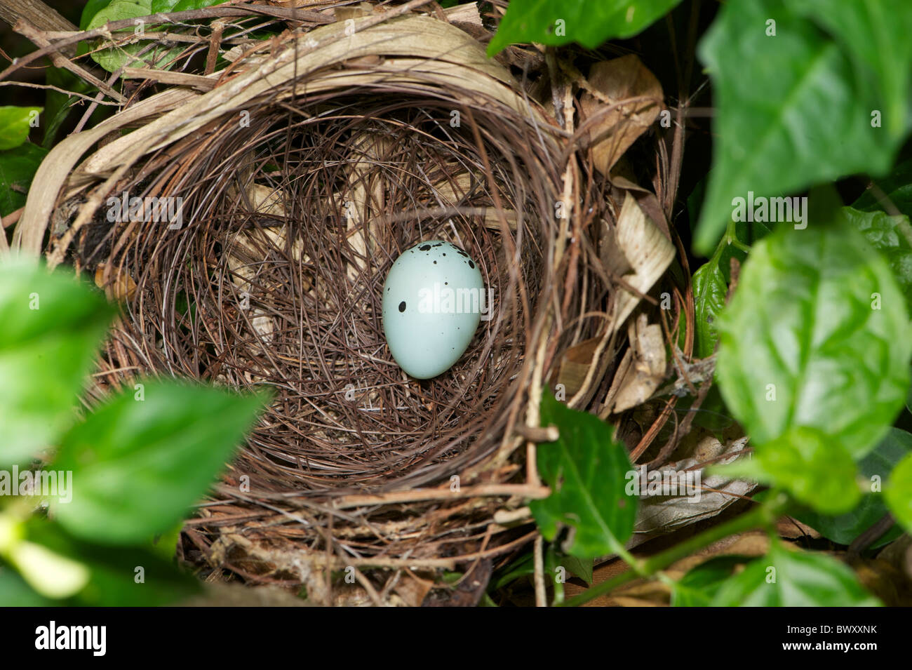 Silver-beaked Tanager's nest and egg, Jardim d' Amazonia Ecolodge, Mato ...