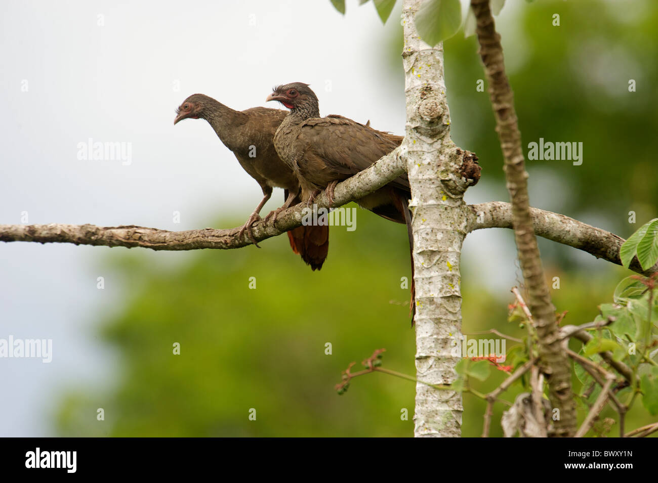Chaco Chachalaca (Ortalis canicollis), The Pantanal, Mato Grosso ...