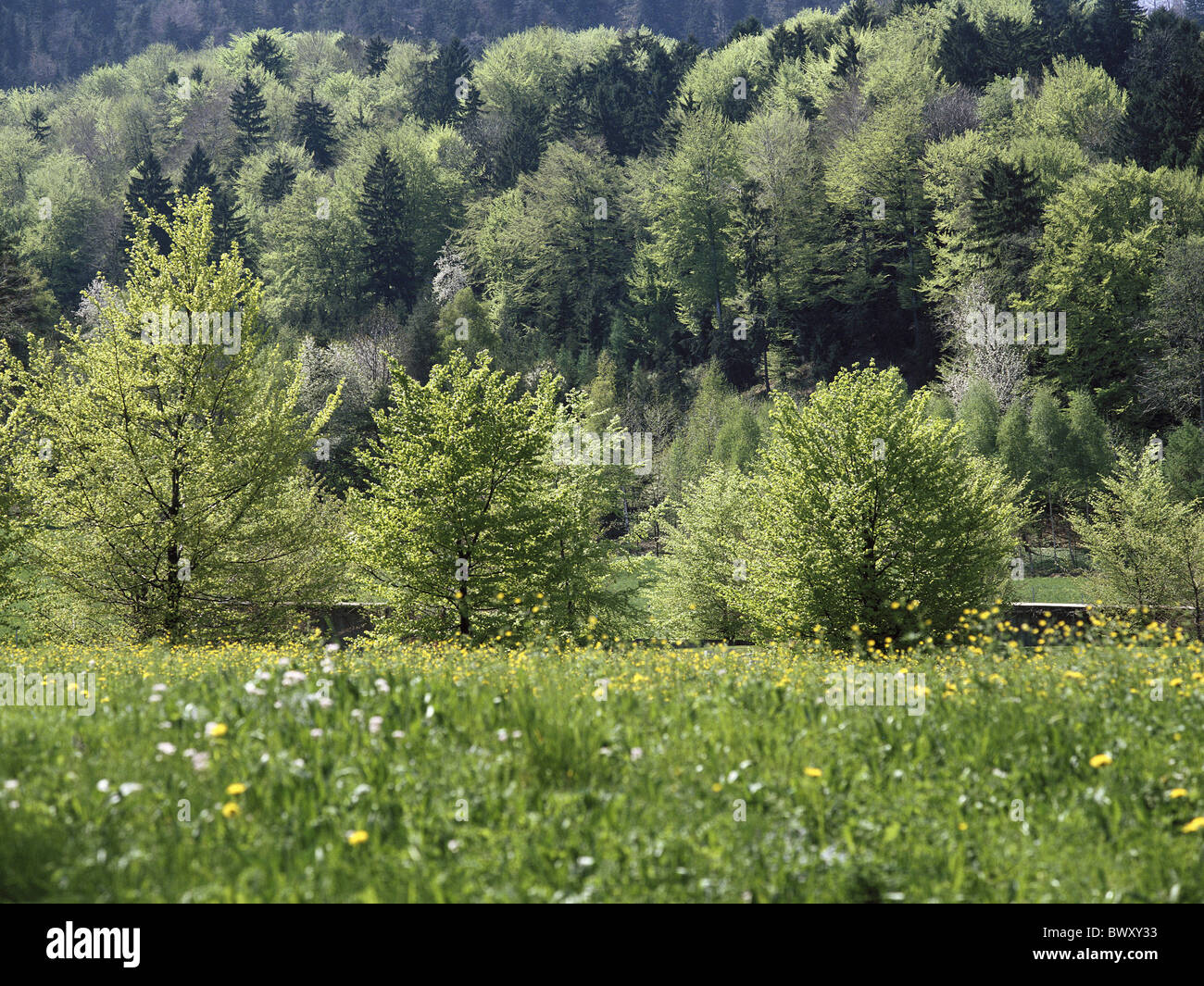 outside trees sceneries mixed forest meadow spring flower meadow wood ...