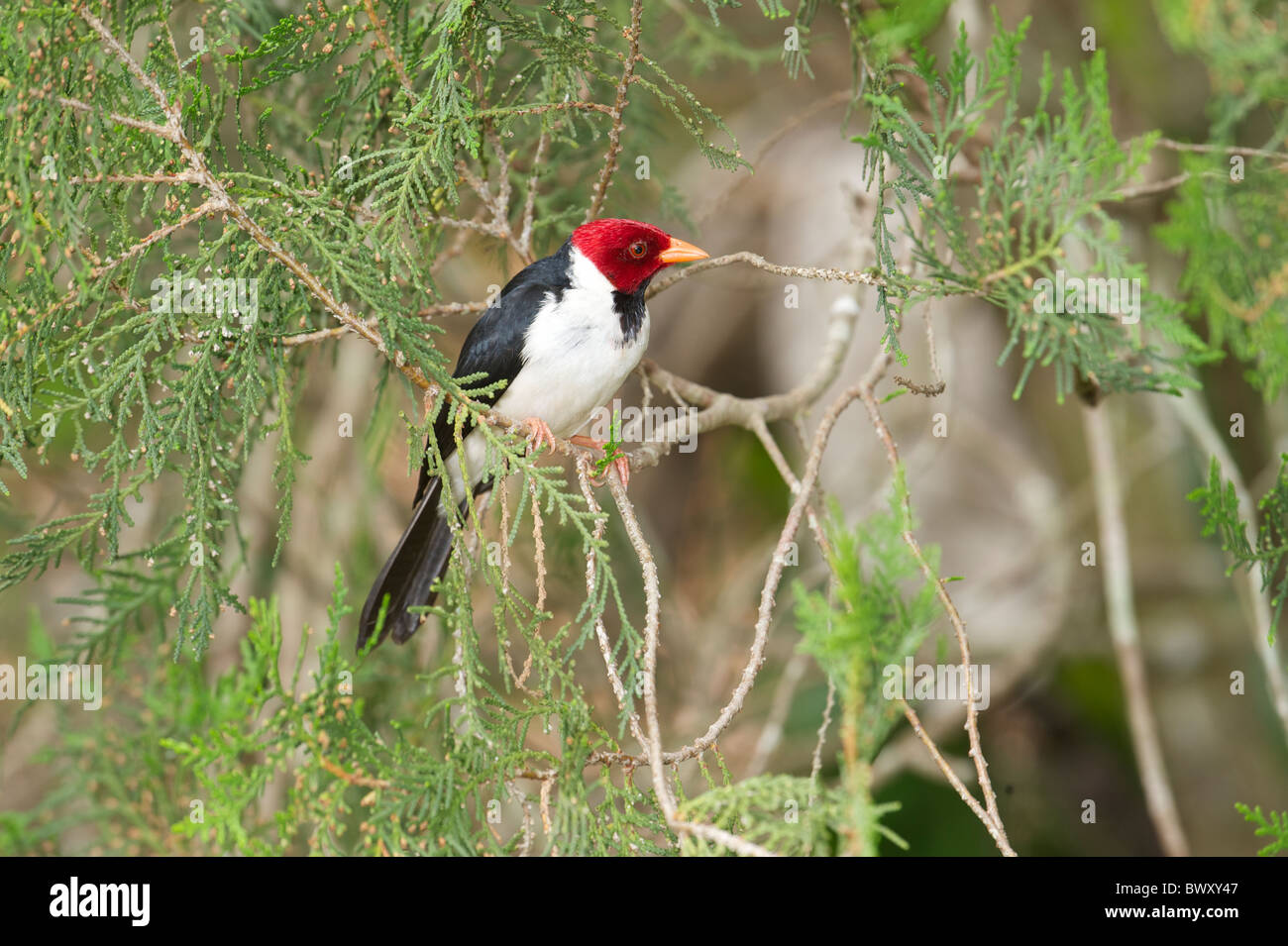 Yellow-billed Cardinal (Paroaria capitata), The Pantanal, Mato Grosso ...