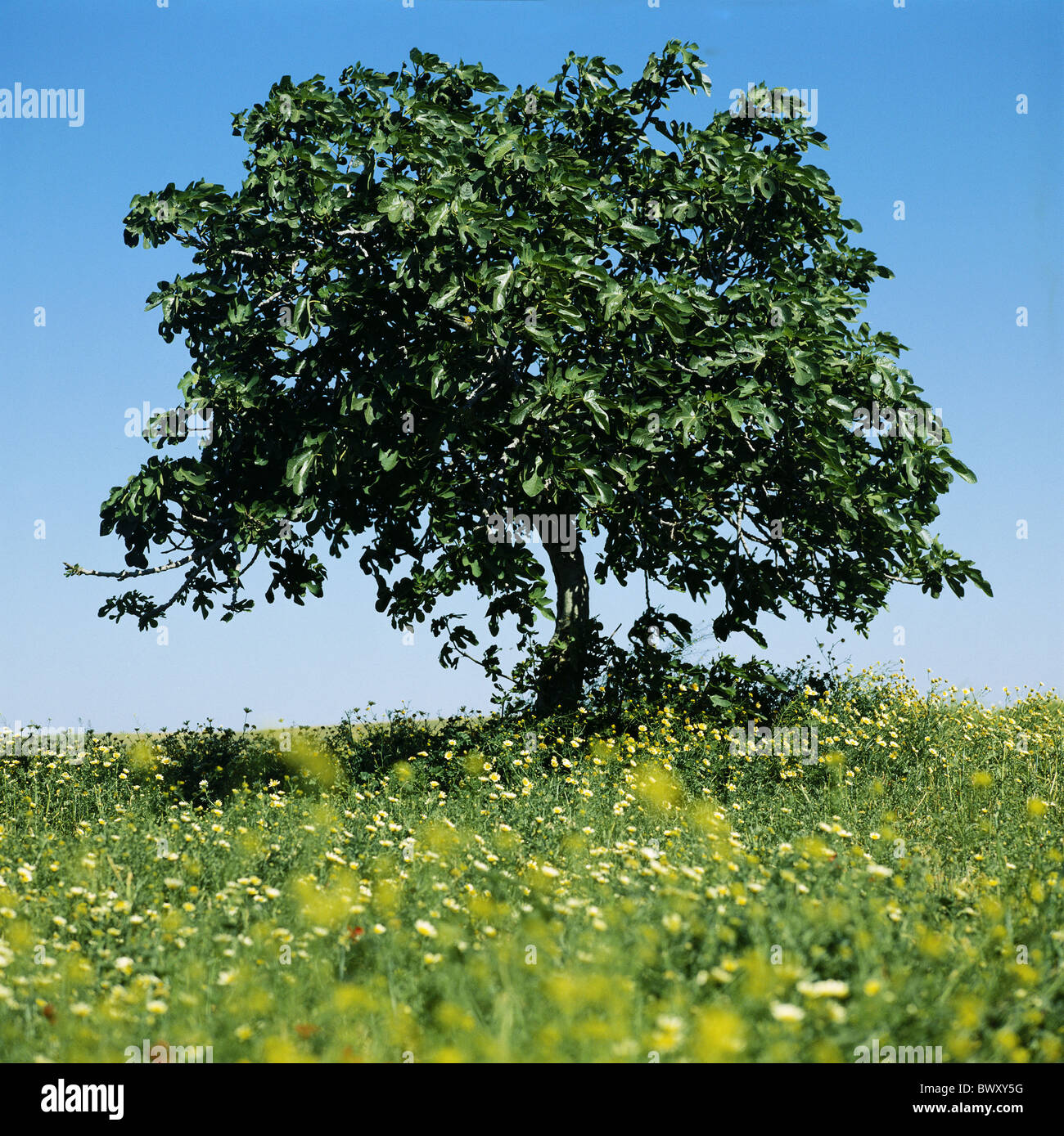 Fig plantations hi-res stock photography and images - Alamy